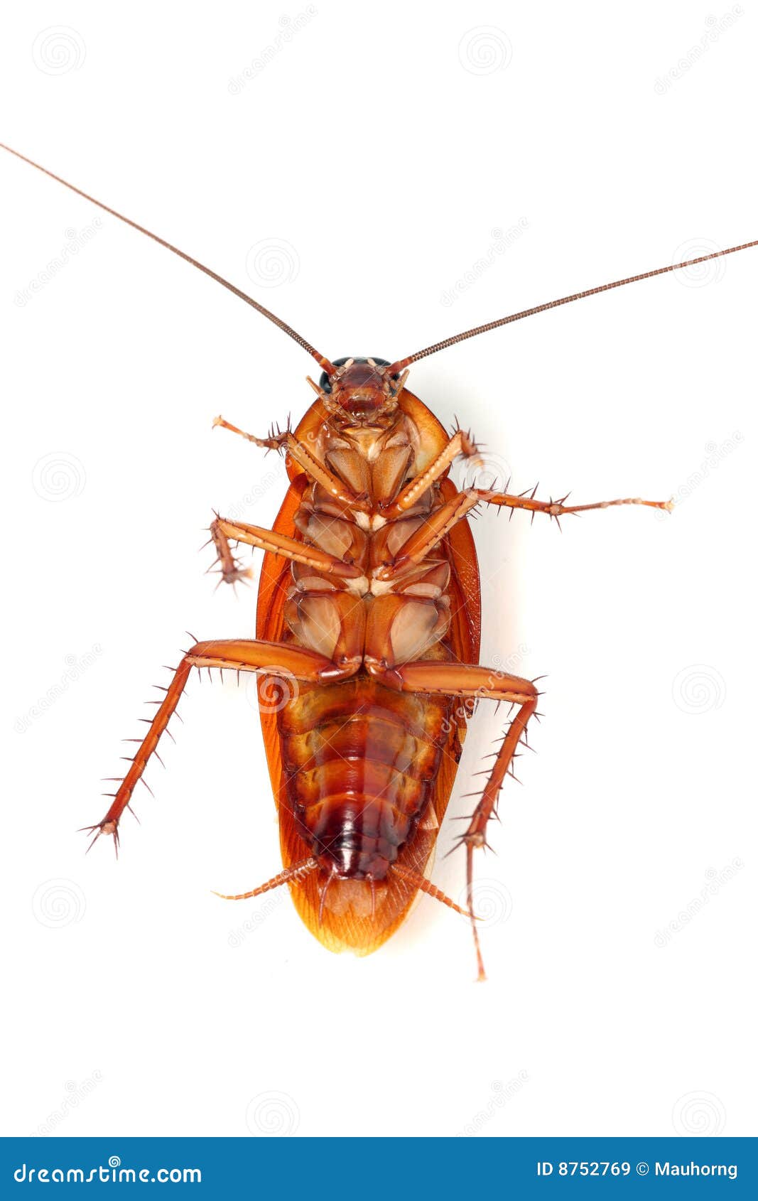 Death Cockroach stock image. Image of crawling, crawly - 8752769