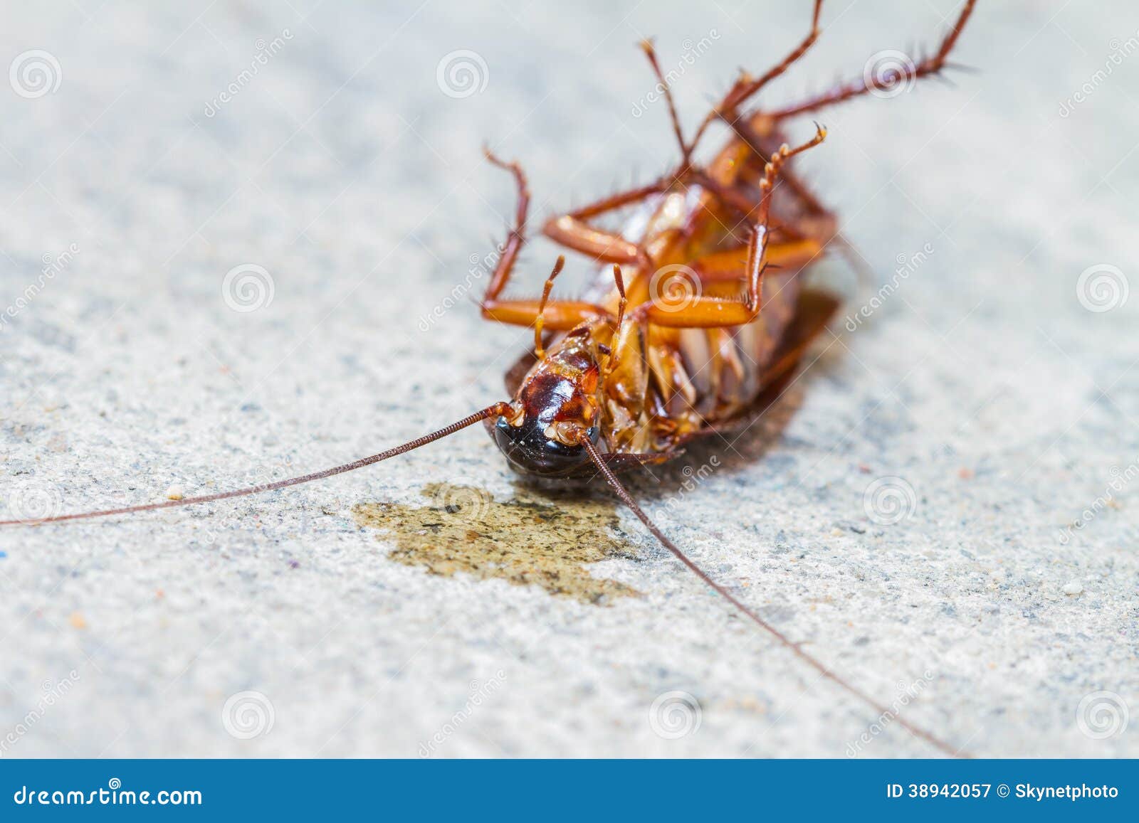 Death cockroach stock image. Image of black, dead, macro - 38942057