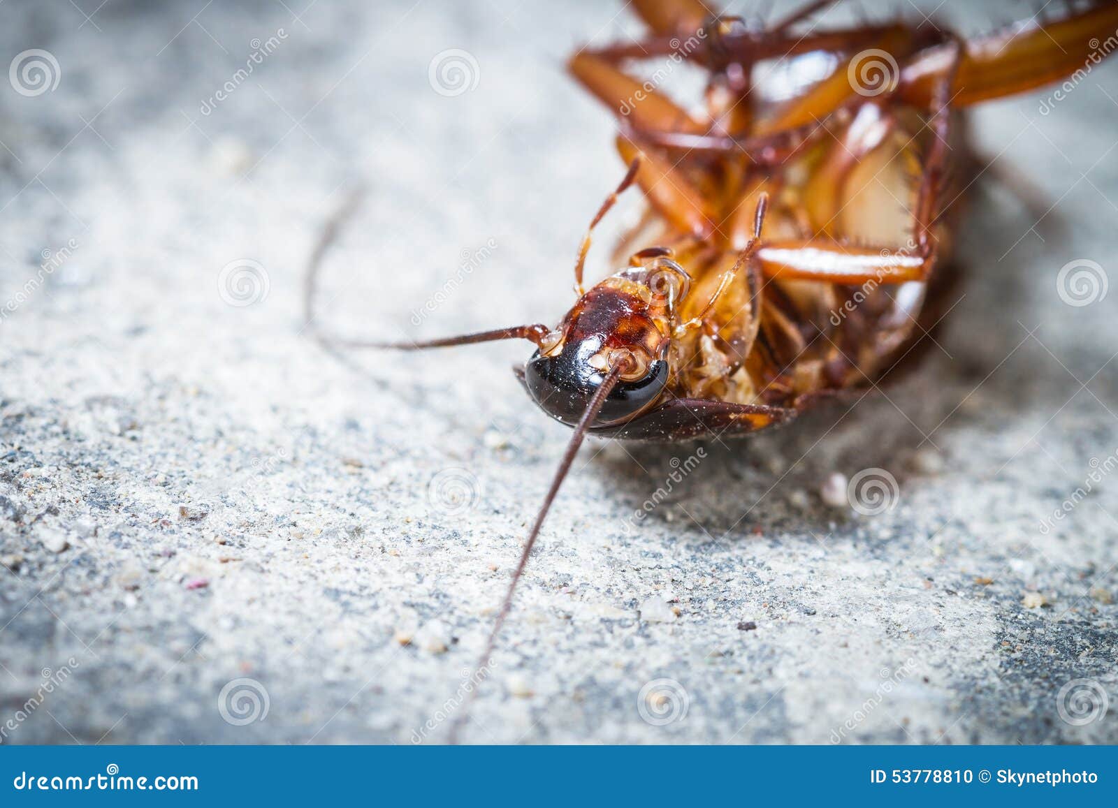 Death cockroach stock photo. Image of brown, infestation - 53778810