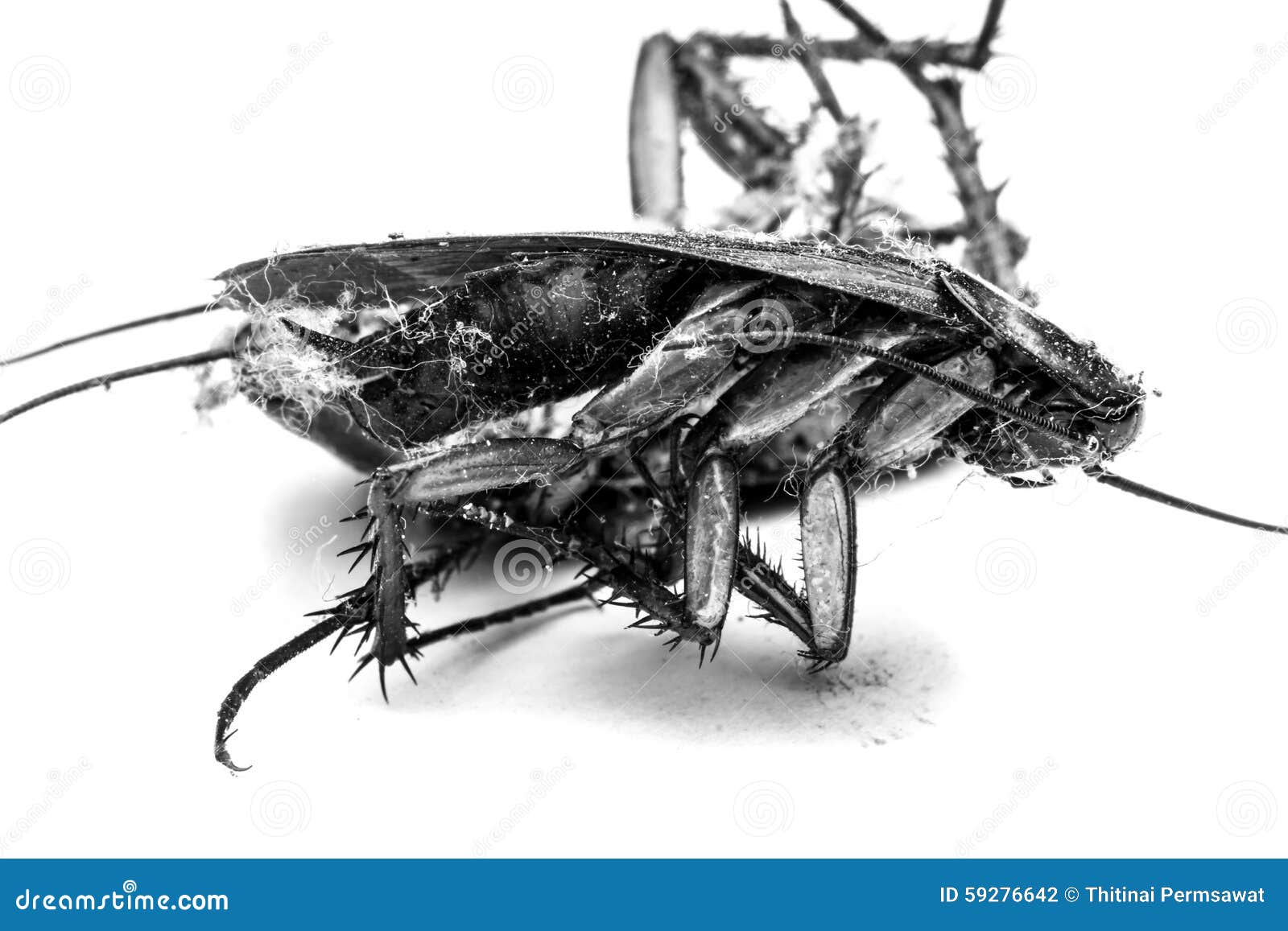 Death cockroach stock photo. Image of body, black, creepy - 59276642