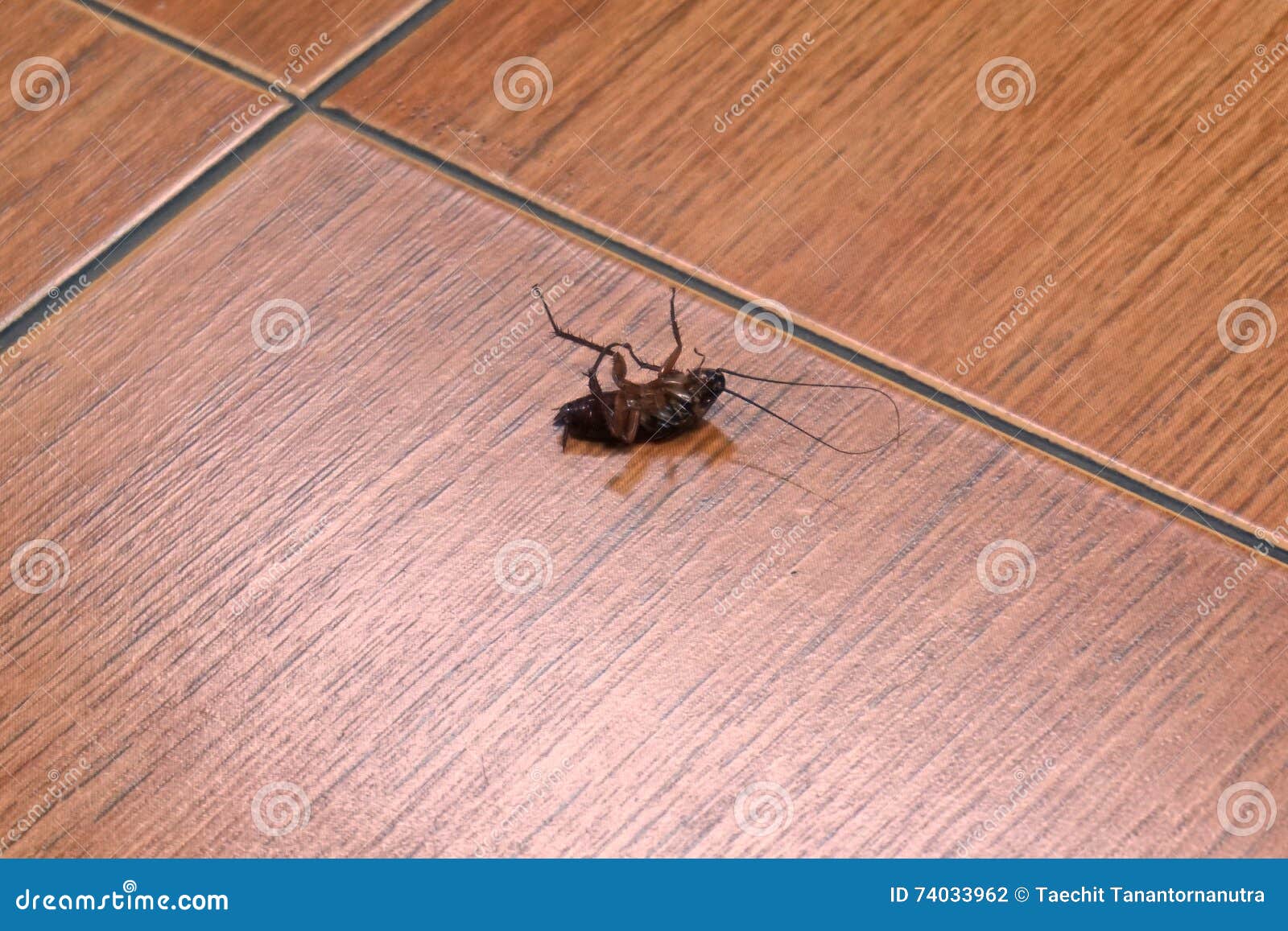 Death of cockroach stock photo. Image of insecticide - 74033962