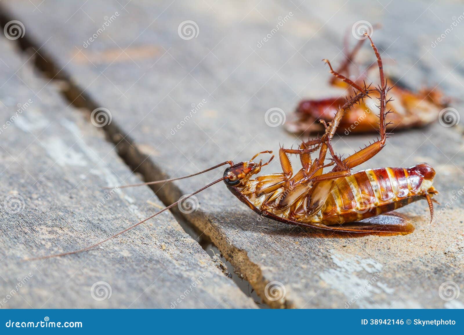 Death cockroach stock photo. Image of living, back, macro - 38942146