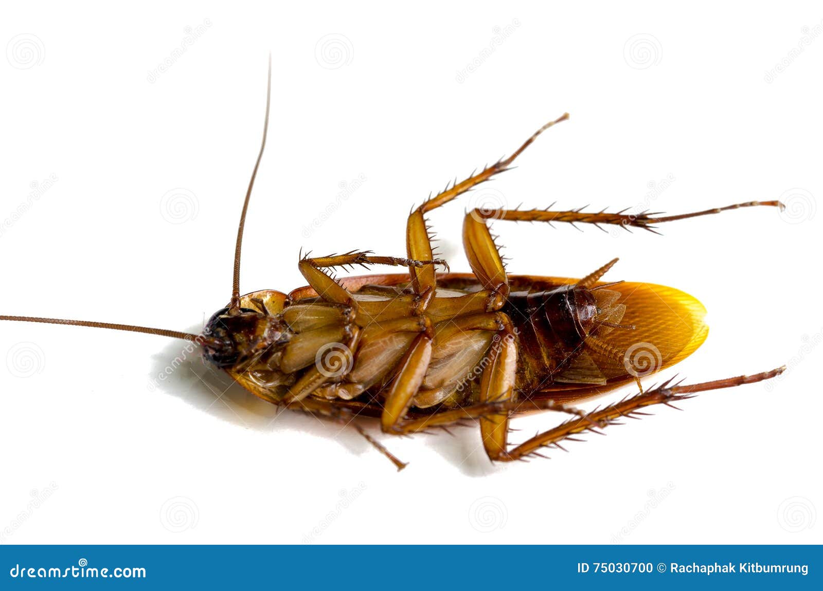 A Death of Cockroach Turn Face Up on White Background Stock Photo ...