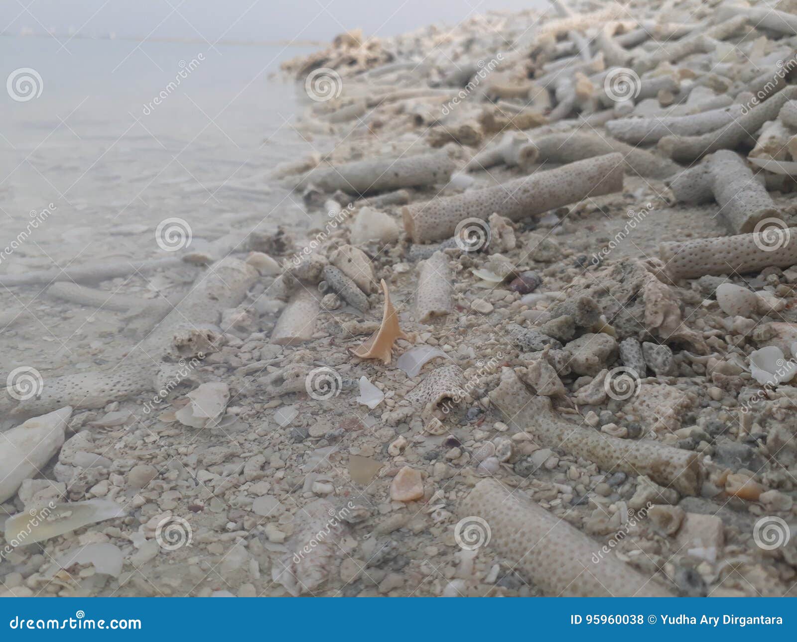Death Coral stock photo. Image of death, effect, damage - 95960038