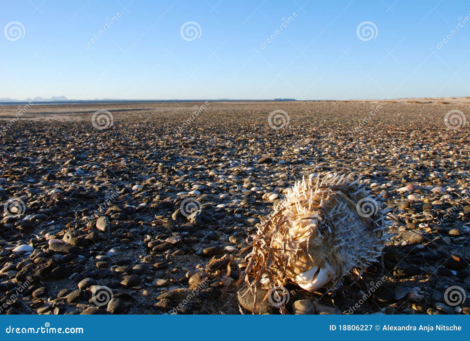 Death in the desert stock image. Image of baja, mexico - 18806227
