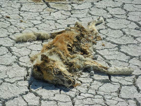 Death Dog stock image. Image of wild, death, animal, nature - 49792421