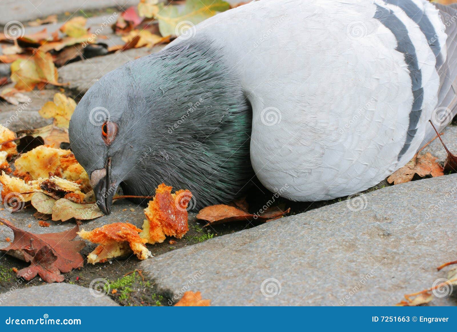 Death dove stock image. Image of ideas, evening, high - 7251663