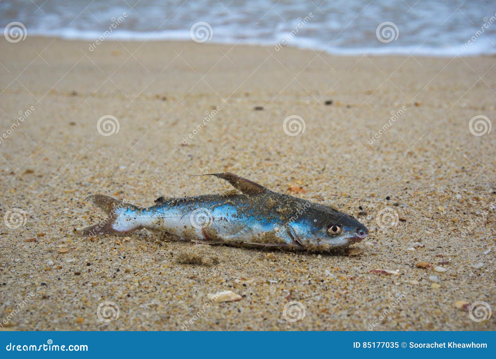 Death fish on the beach. stock image. Image of breath - 85177035