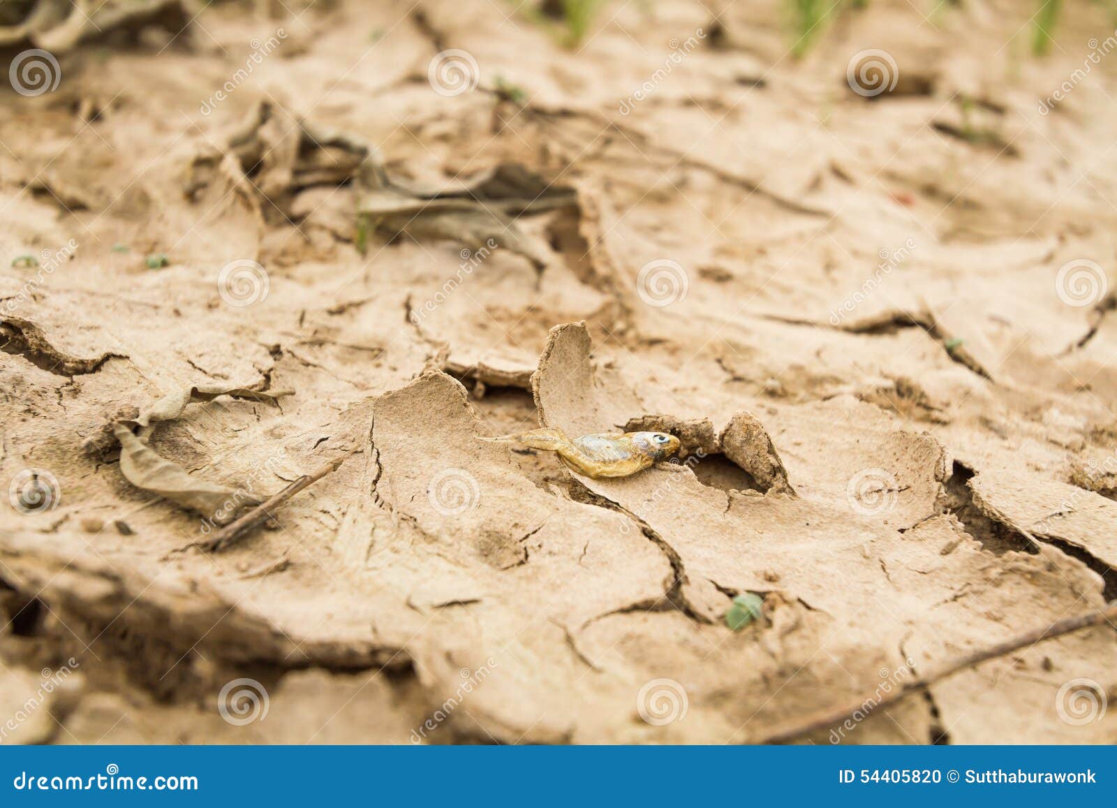 Death fish on dry soil. stock photo. Image of dirt, broken - 54405820