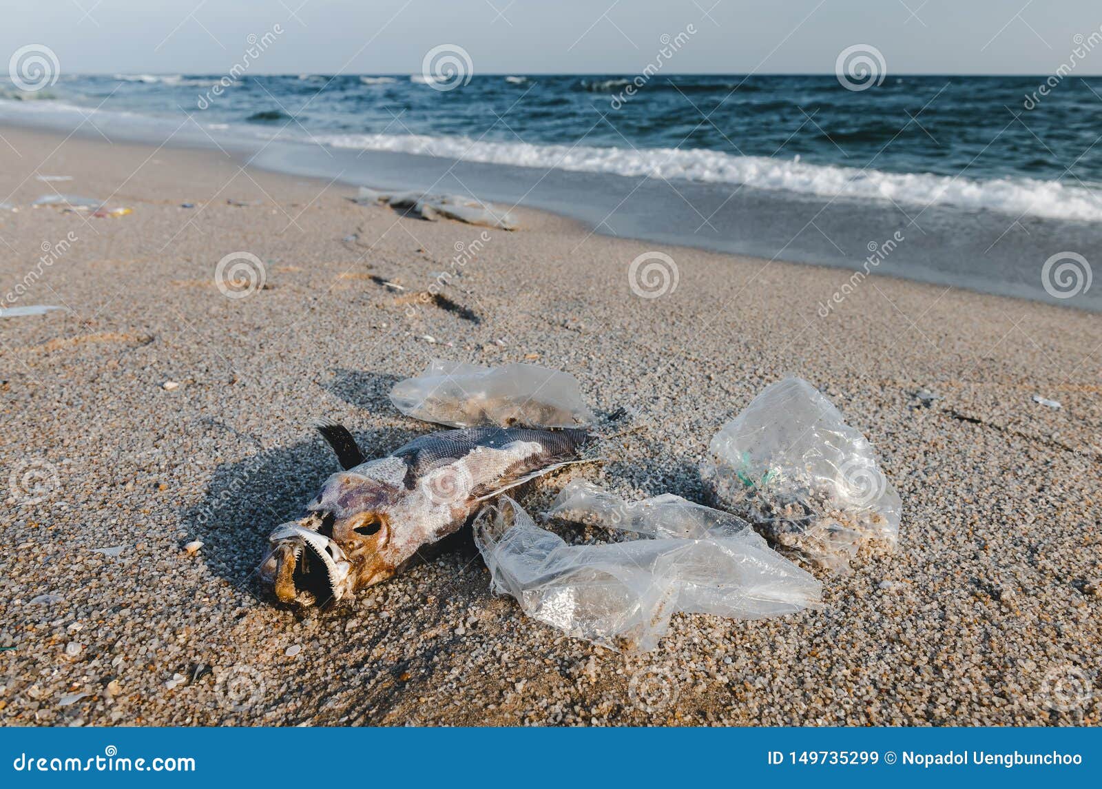 Death Fish and Plastic Garbage on the Beach Stock Image - Image of ...