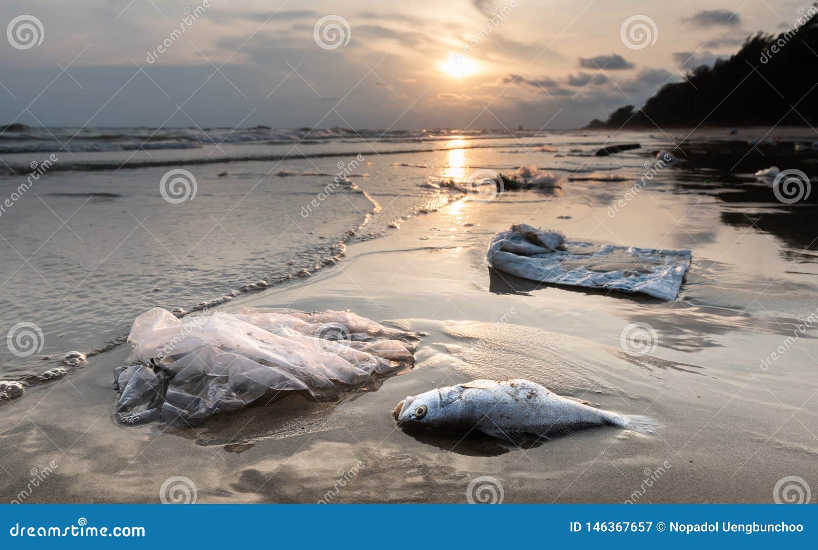 Death Fish and Plastic Pollution Environment Stock Image - Image of ...