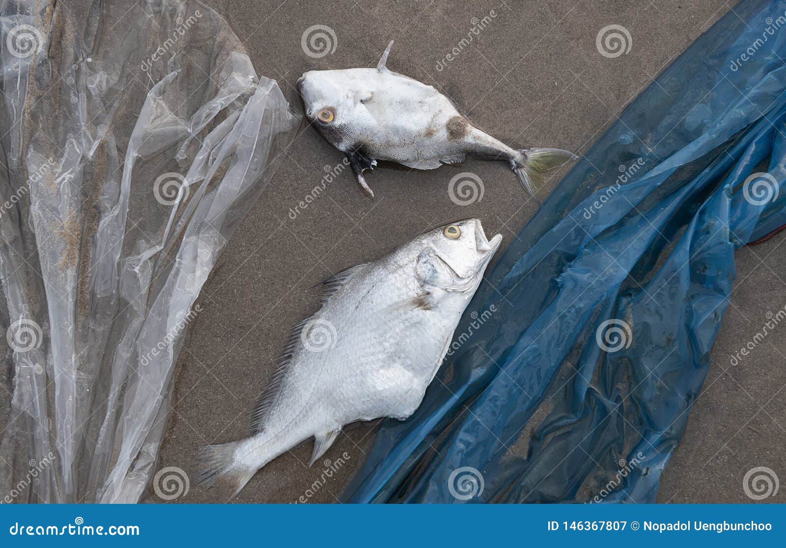 Death Fish and Plastic Pollution Environment Stock Image - Image of ...
