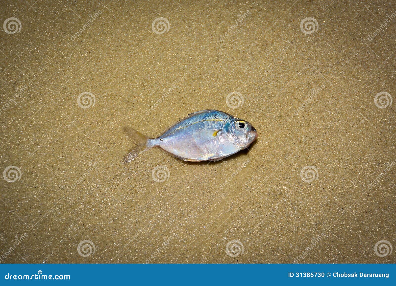 Death fish stock photo. Image of animal, beach, dark - 31386730