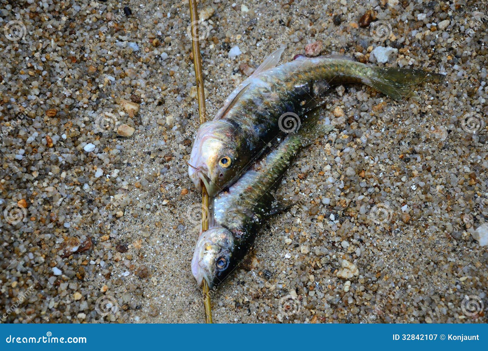 Death Fish And Plastic Pollution Environment Royalty-Free Stock Photo ...