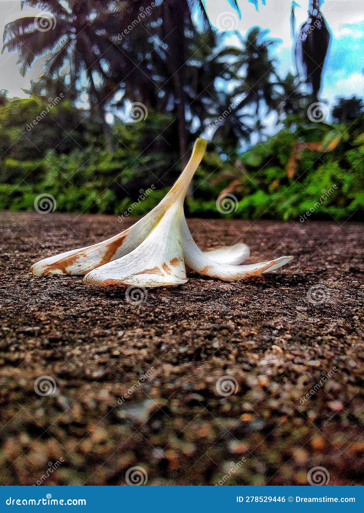 A Death Flower Has Fallen To the Ground Stock Photo - Image of forest ...