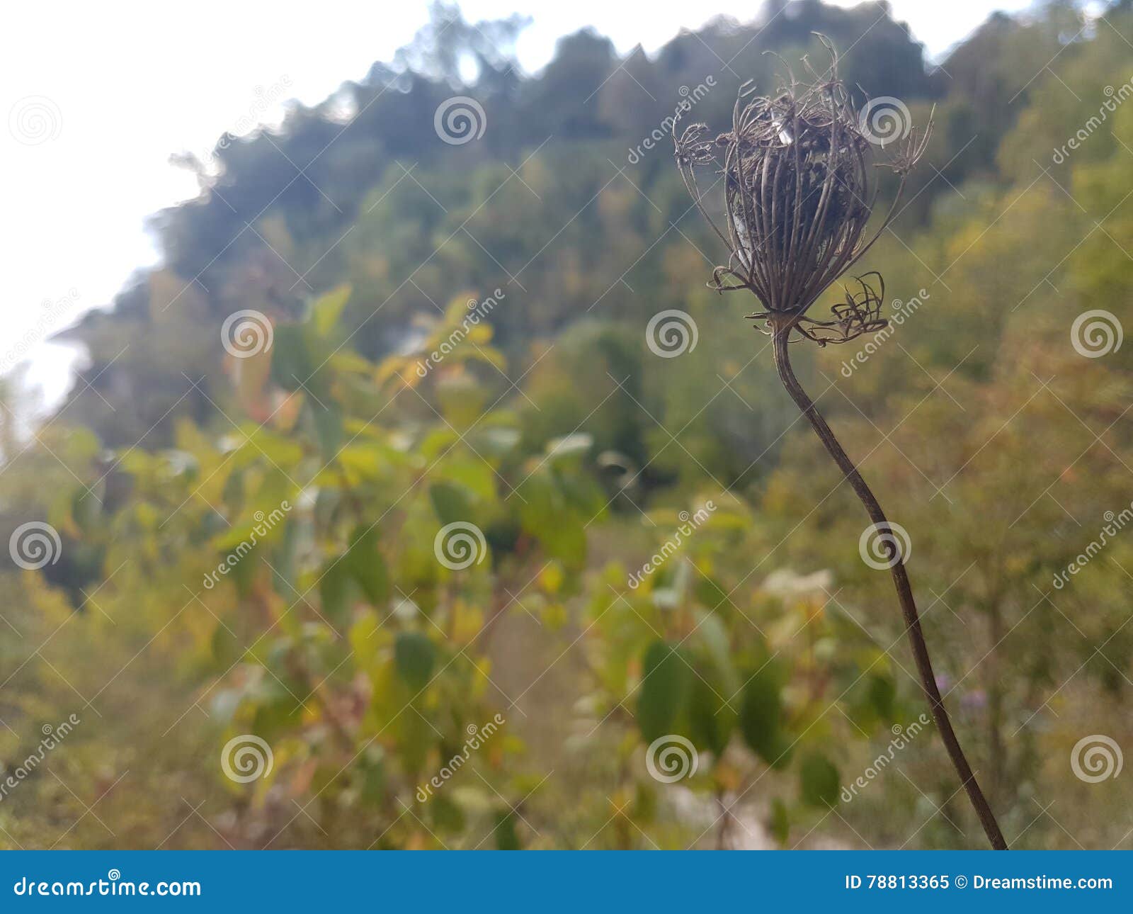 Death of the flower stock image. Image of flower, death - 78813365