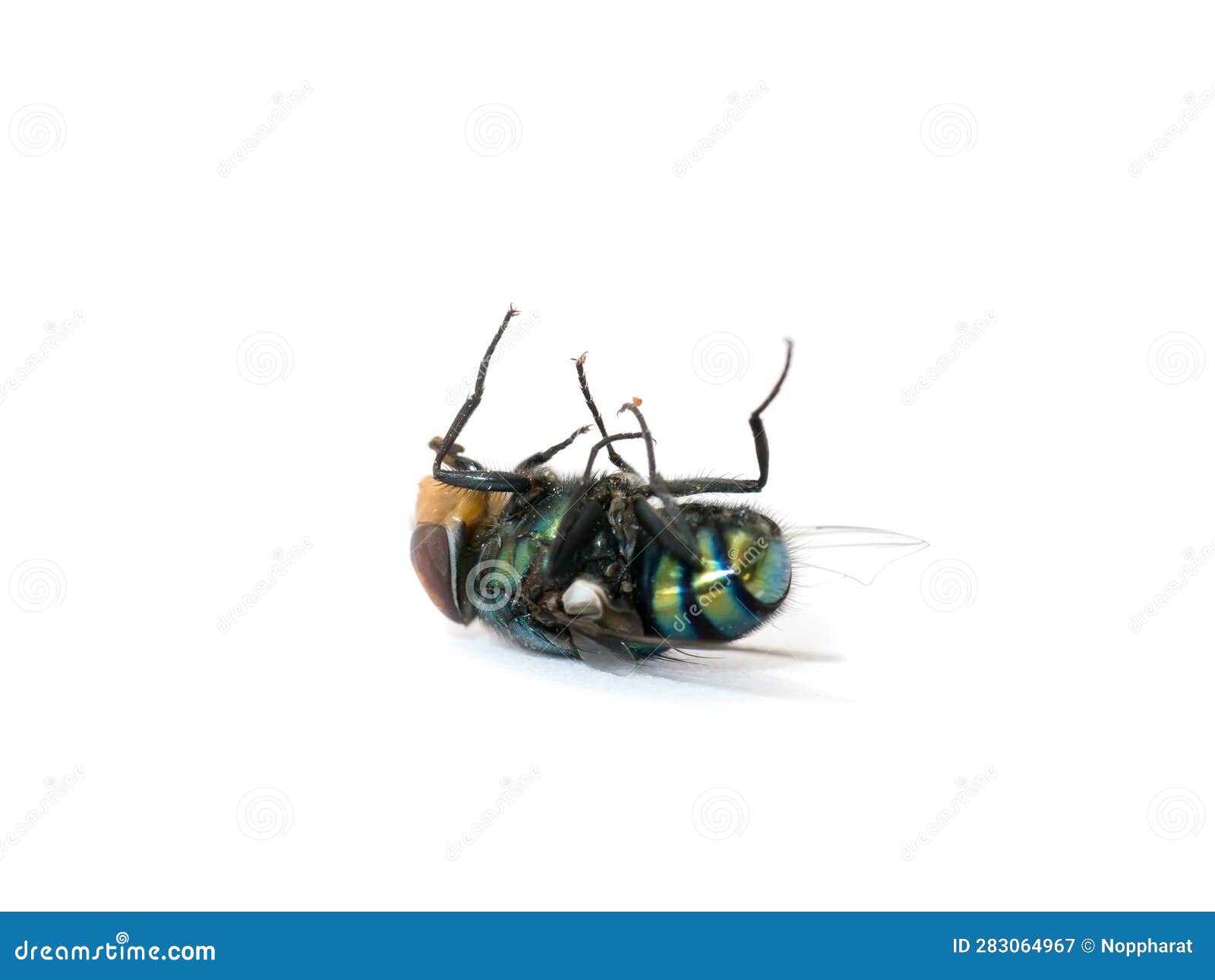 Death of a Fly on White Background Stock Image - Image of death, pest ...
