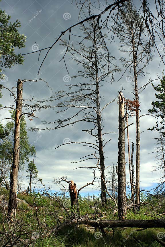 Death Forest stock photo. Image of earth, bottom, conifer - 12900774