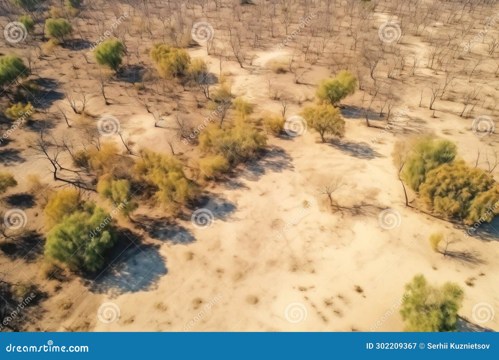 Death of the Forest, Drought in the Desert. Feature of an Environmental ...