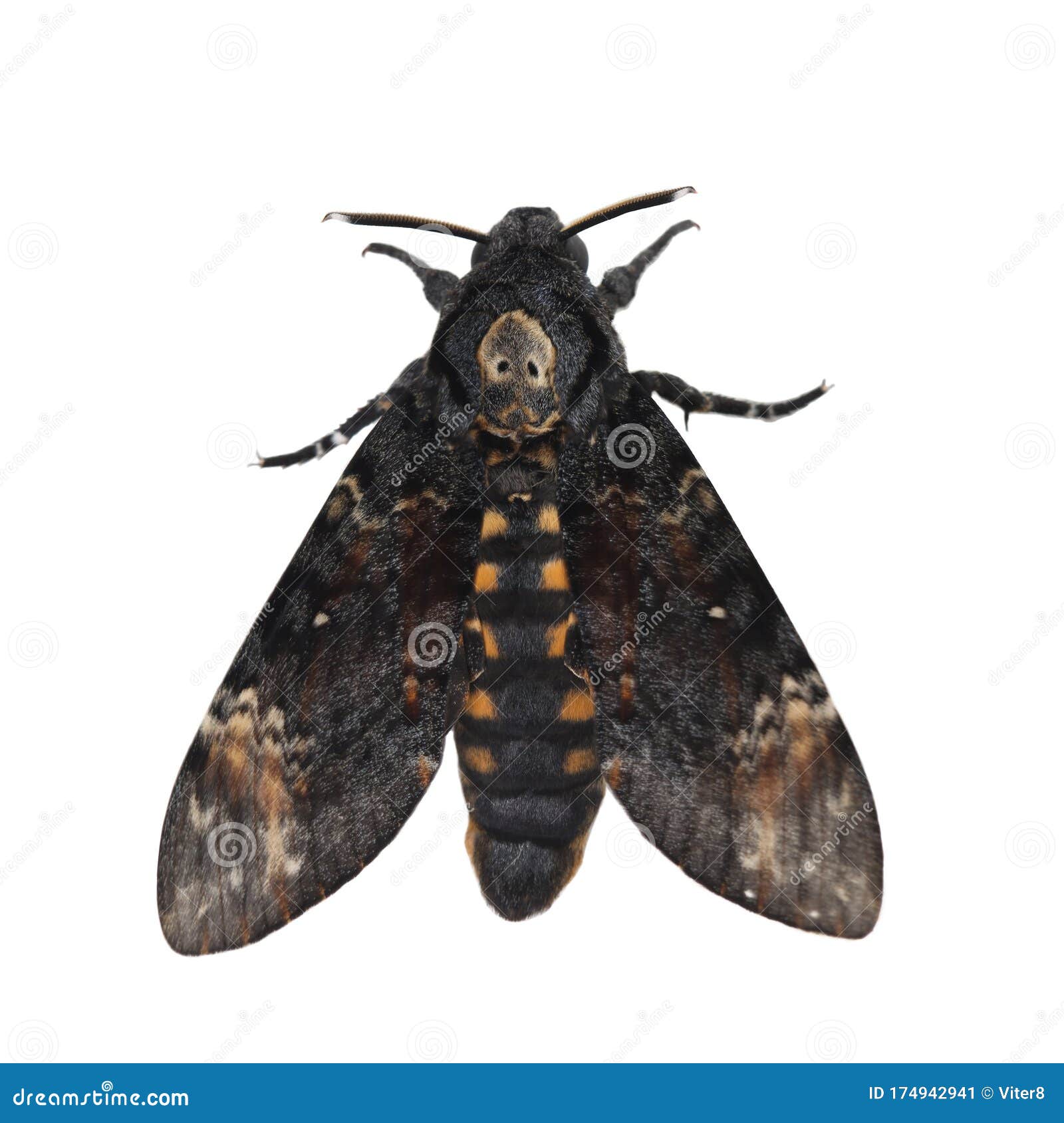 Death`s-head Hawkmoth Isolated On A White Close Up. Acherontia Atropos ...