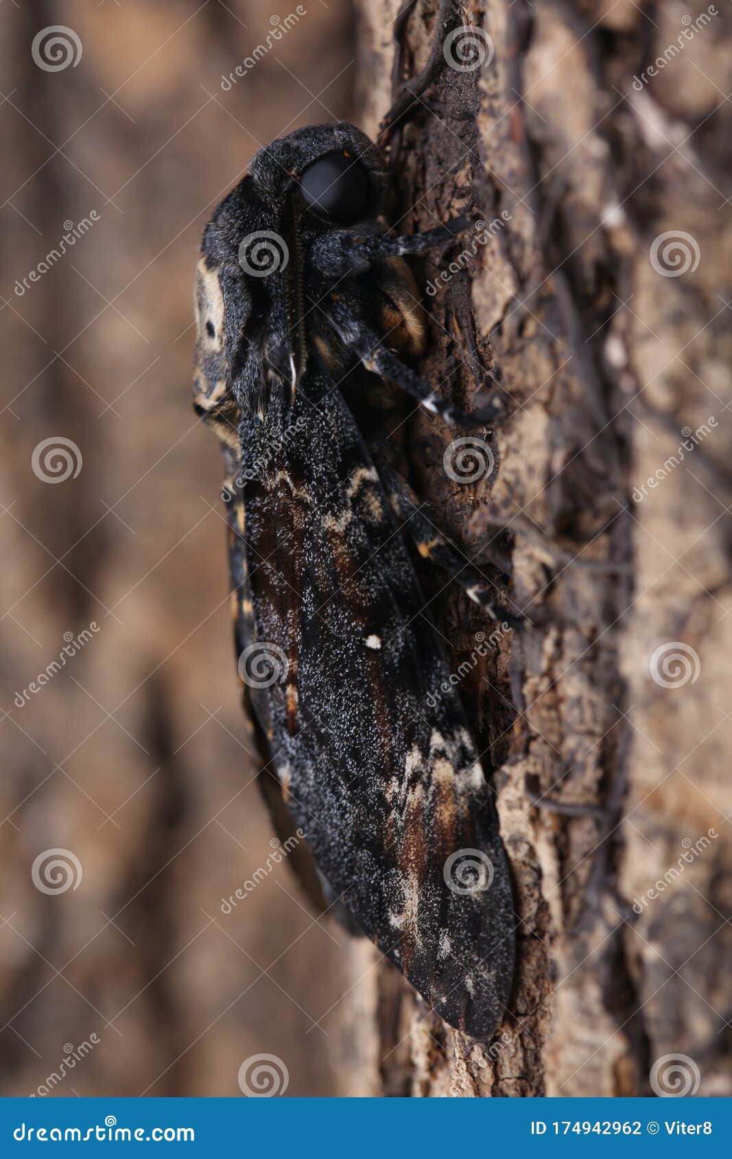 Death Head Hawkmoth on Tree Stock Photo - Image of styx, entomology ...