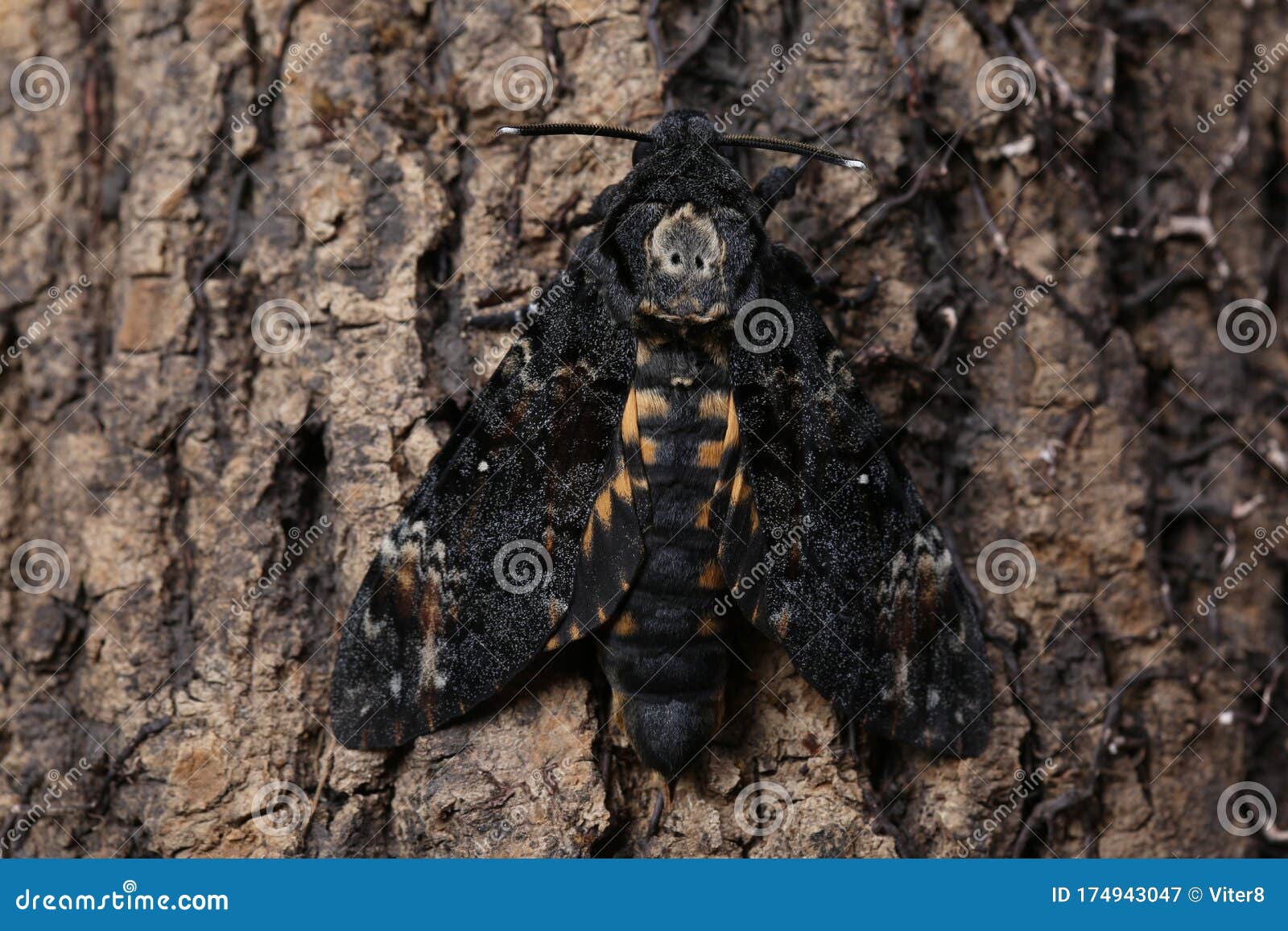 Death Head Hawkmoth on Tree Stock Image - Image of lepidoptera, branch ...