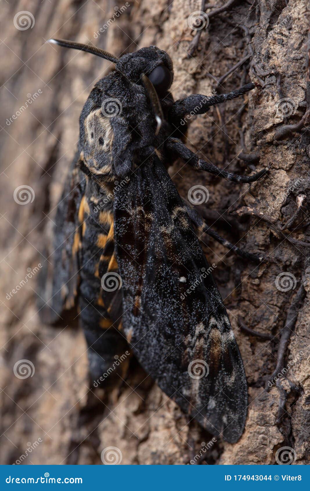 Death Head Hawkmoth on Tree Stock Photo - Image of sphingidae, branch ...