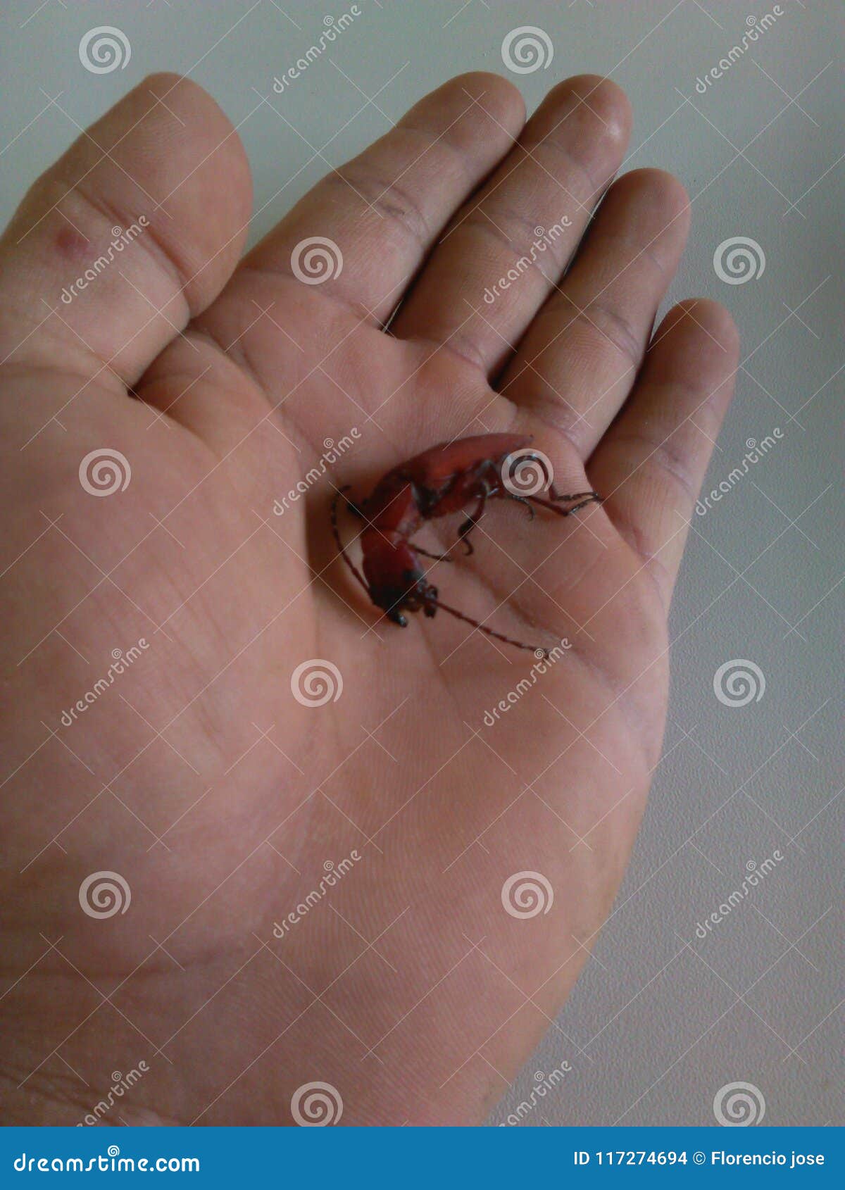 Dead insect stock photo. Image of insect, fingers, dead - 117274694
