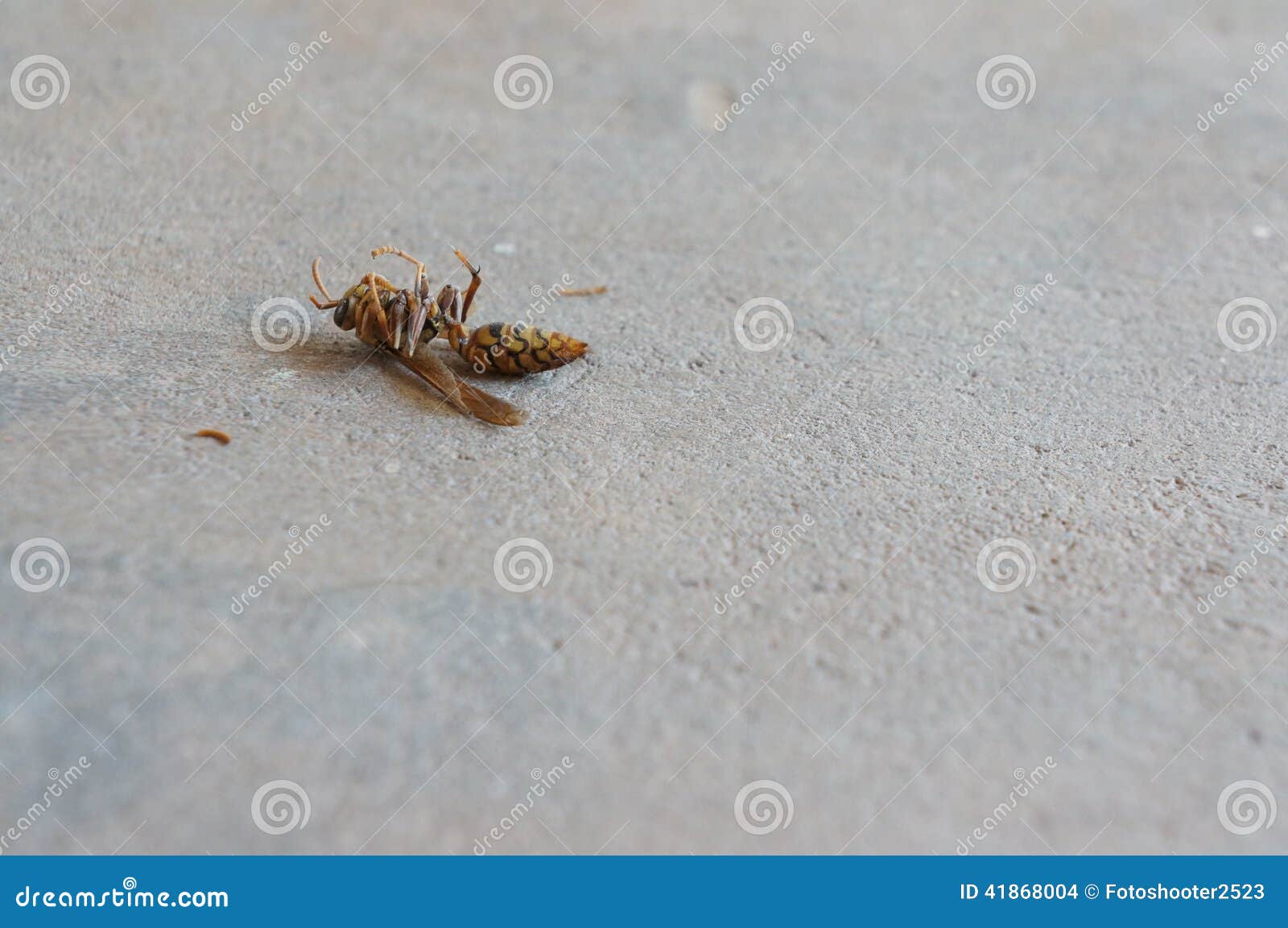 Death insect in thailand stock photo. Image of aqua, glass - 41868004