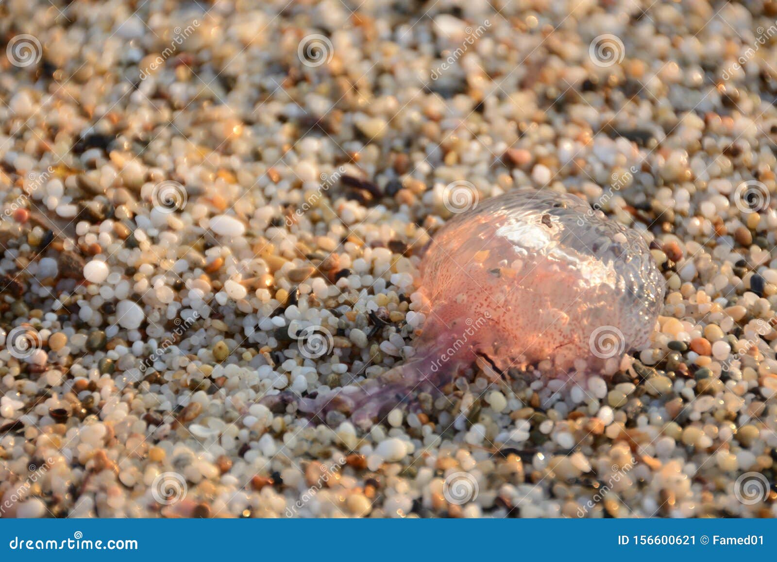 Death of jellyfish at dusk stock image. Image of animal - 156600621