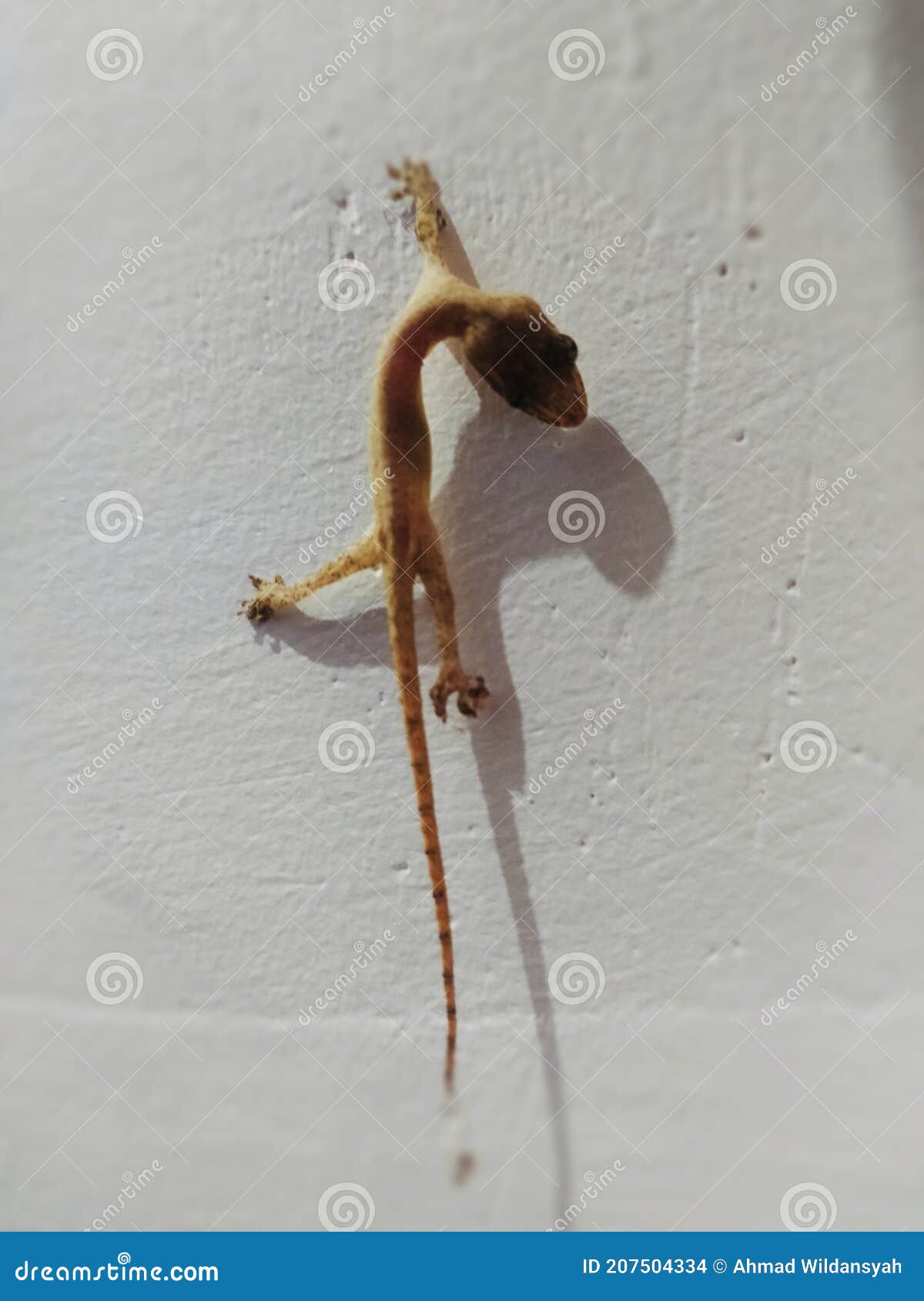 The Death of the Little Lizard Who Was Still Attached Stock Photo ...