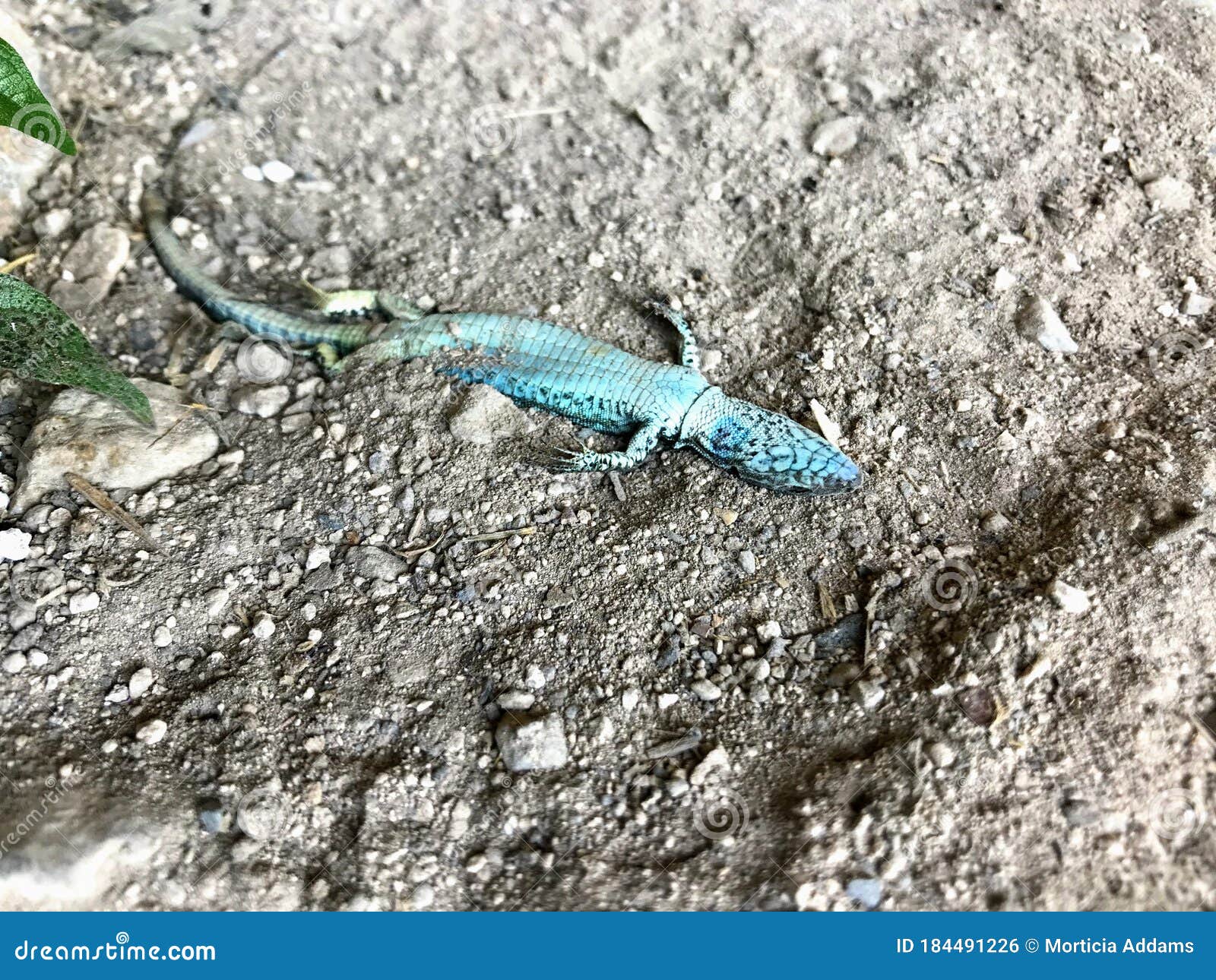 Death lizard on the stone stock photo. Image of nature - 184491226