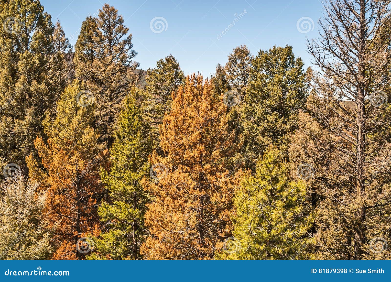 Death by Mountain Pine Beetles Stock Photo - Image of nature, orange ...