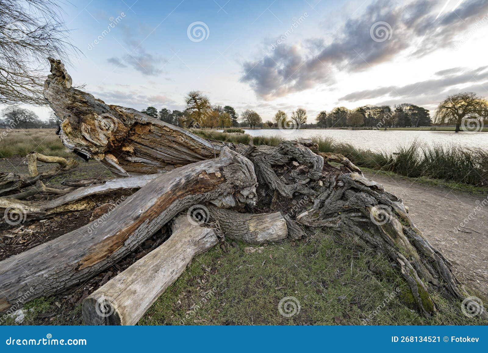 Death of a tree stock image. Image of habitat, large - 268134521