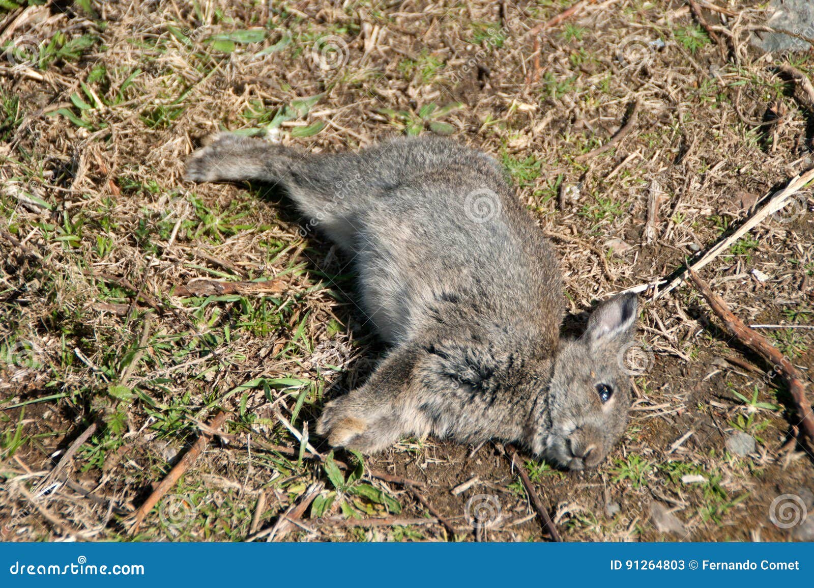 Death rabbit stock image. Image of road, little, dead - 91264803