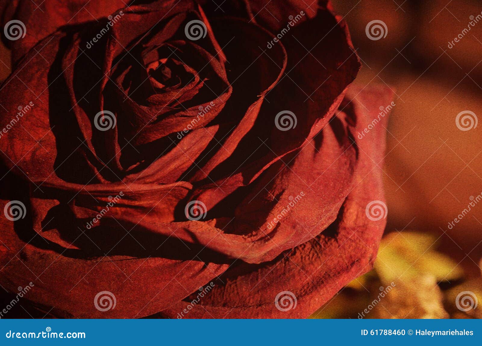 Death of a Rose stock photo. Image of flower, fine, love - 61788460