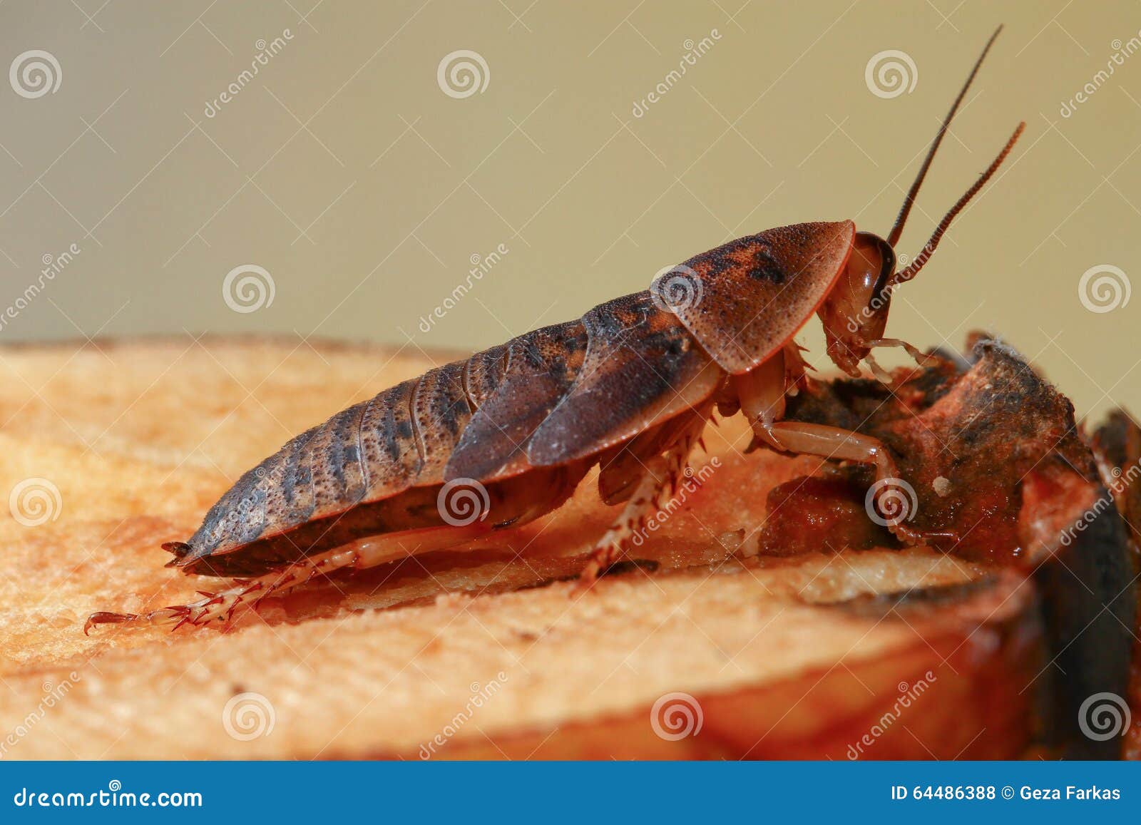Death S Head Cockroach Pest Stock Photo - Image of epidemic, madagascar ...