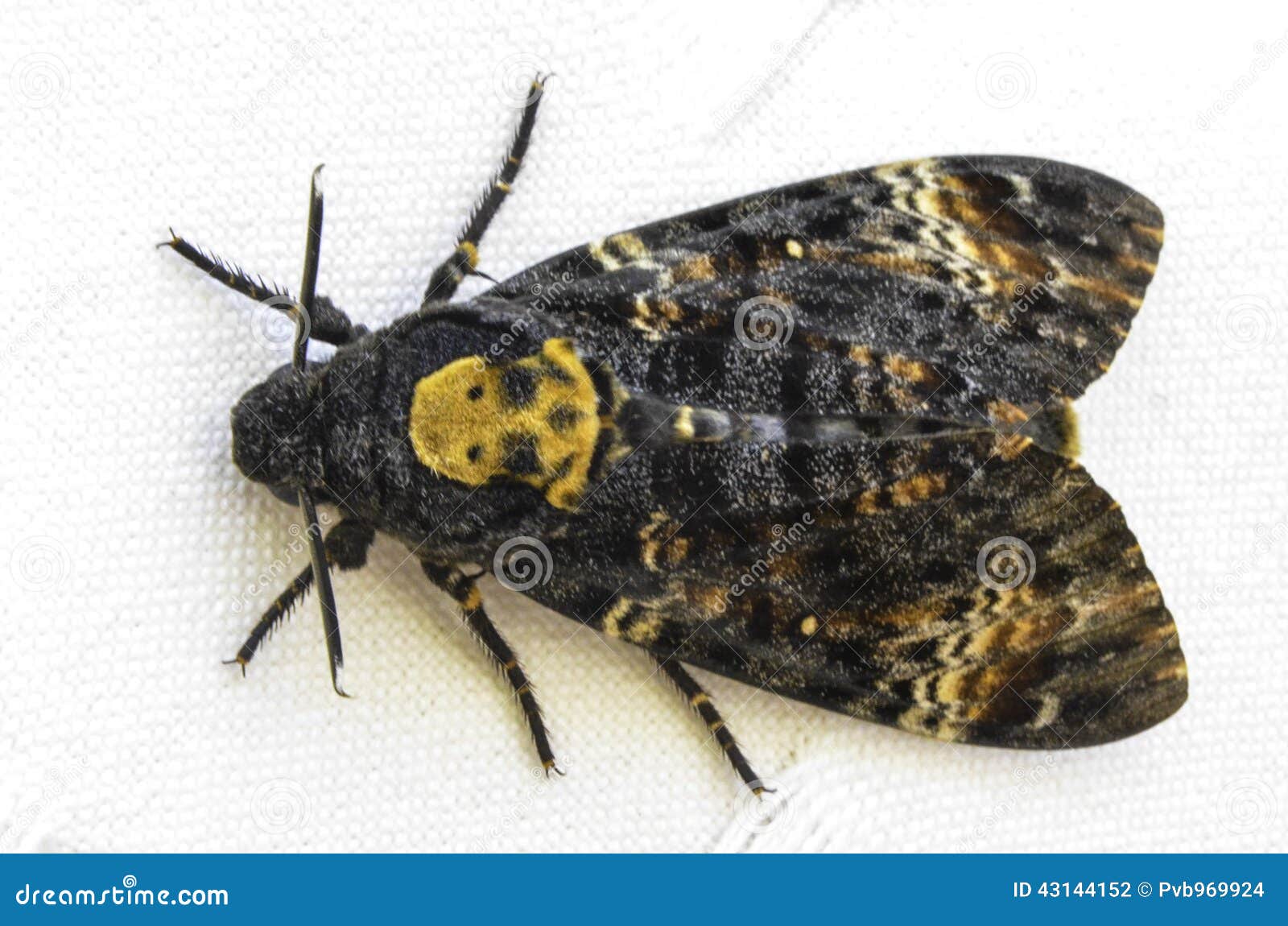 Death Face Moth