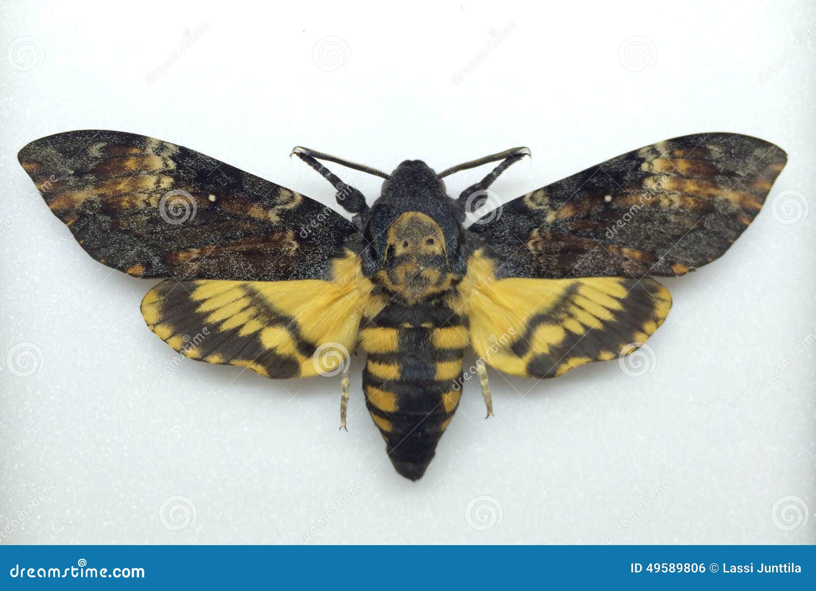 Death s head hawk moth stock photo. Image of head, white - 49589806
