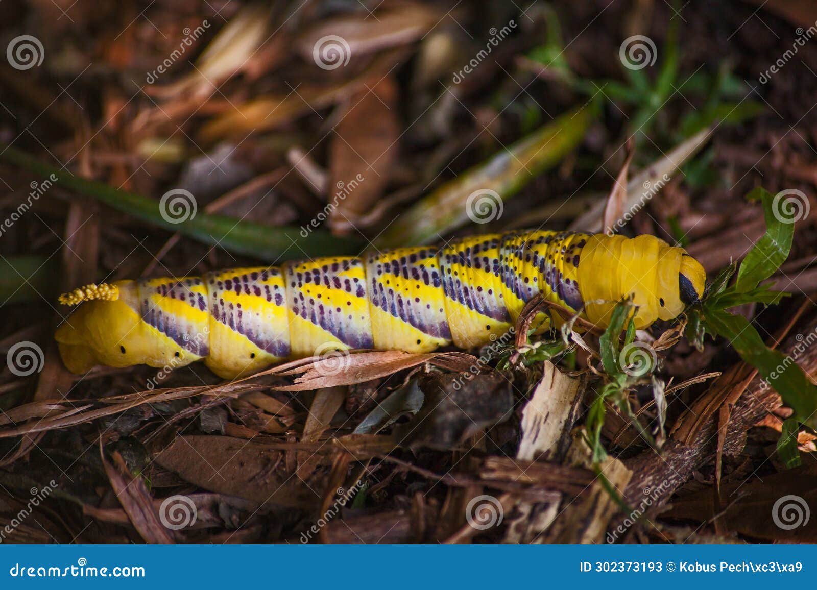 Death S Head Hawkmoth (Acherontia Atropos) Larva 15403 Stock Image ...