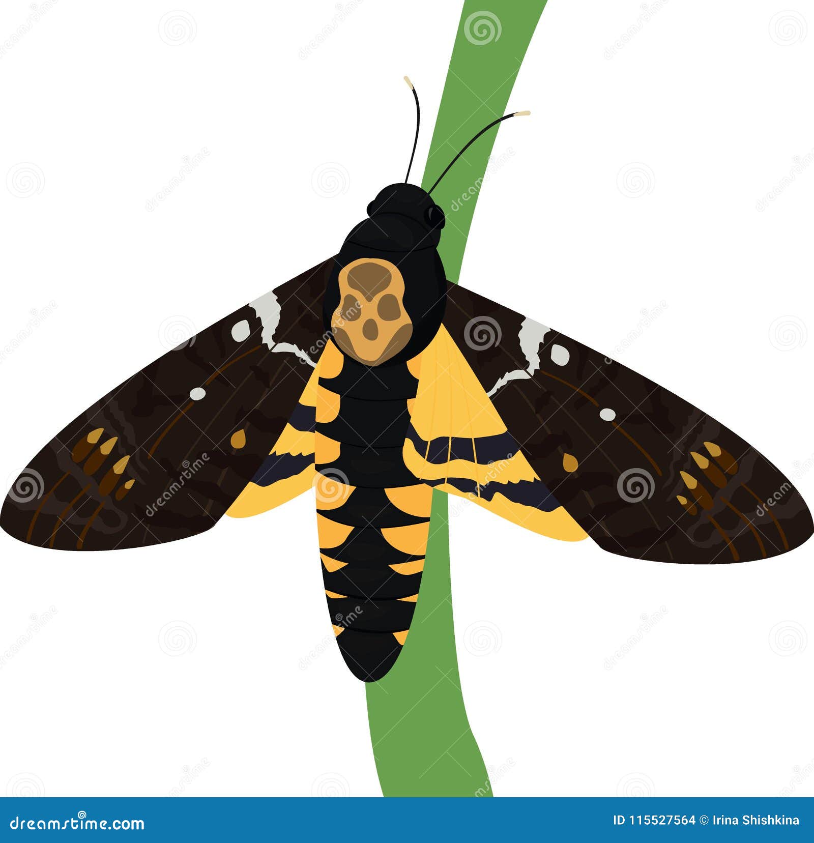 Death`s-head Moth on White Background Stock Vector - Illustration of ...