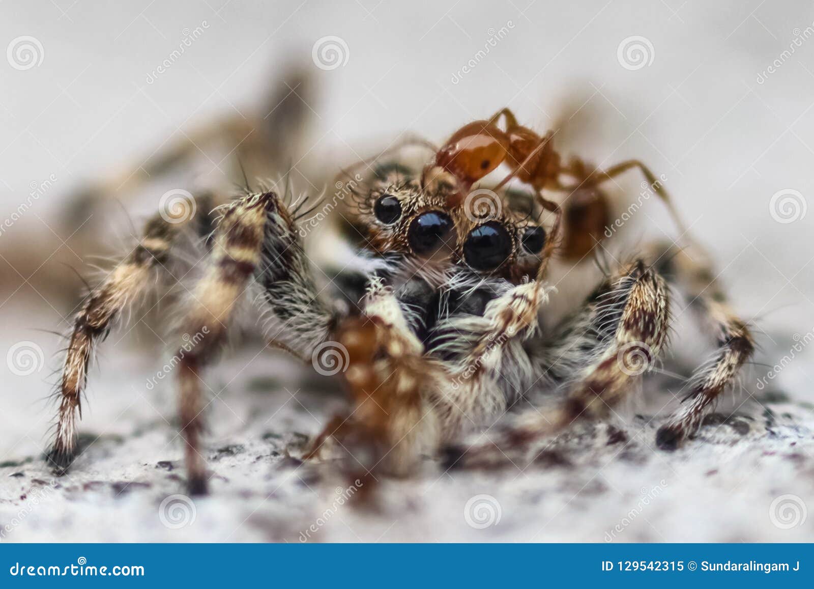 Death of the spider stock image. Image of wildlife, spider - 129542315