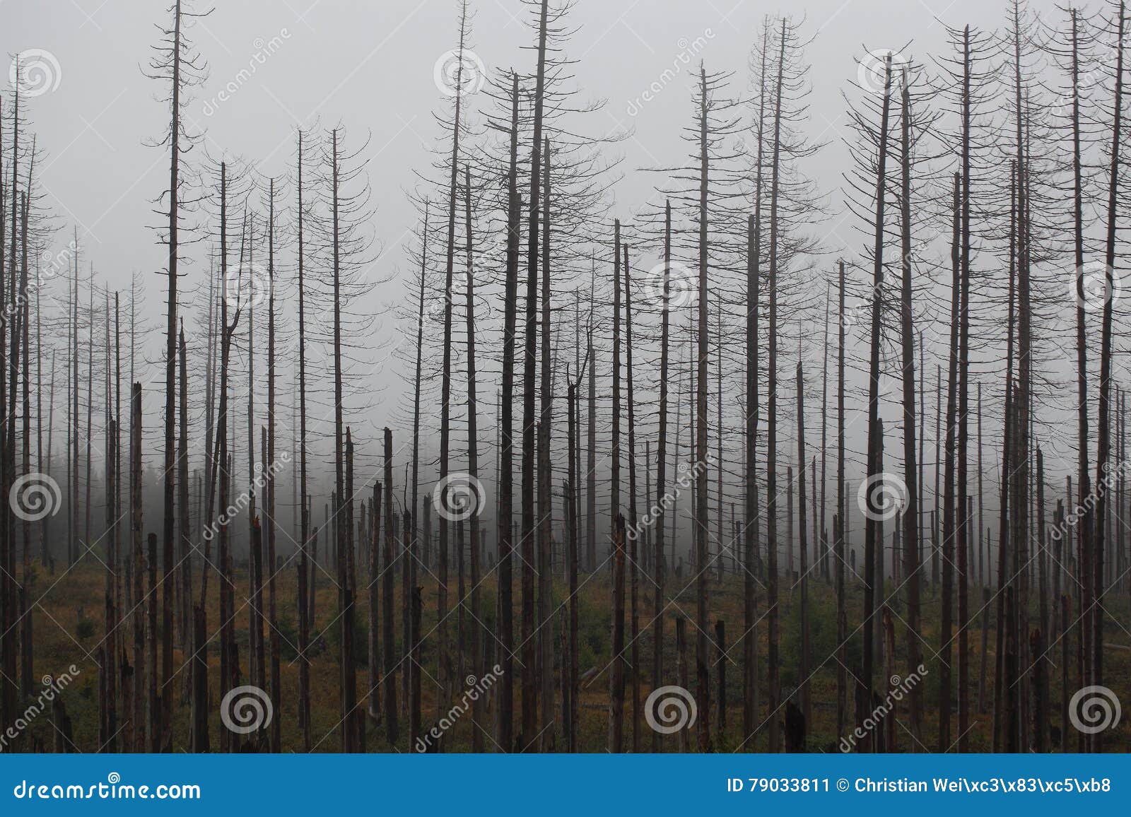Death Spruce Trees in the Harz Mountains Stock Image - Image of autumn ...