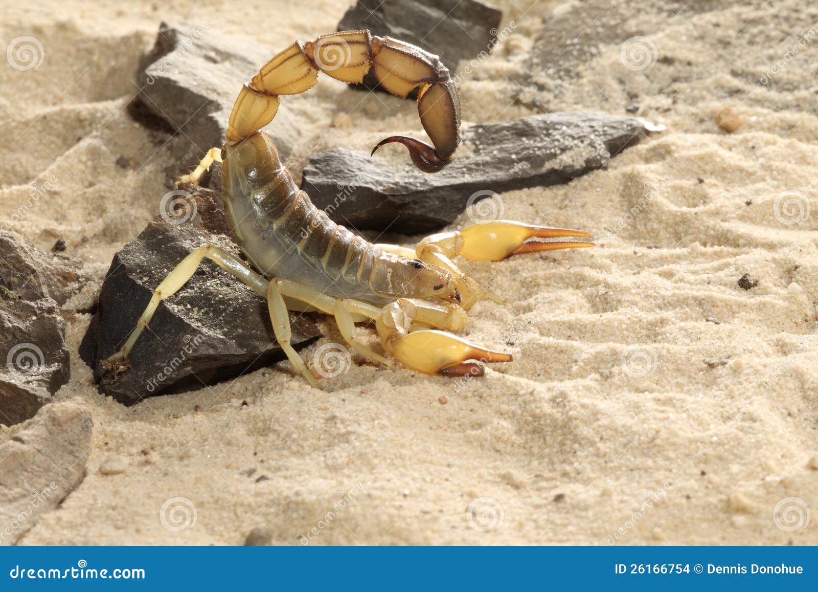 Death Stalker Scorpion - Lieurus Quinquestriatus Stock Photo - Image of ...