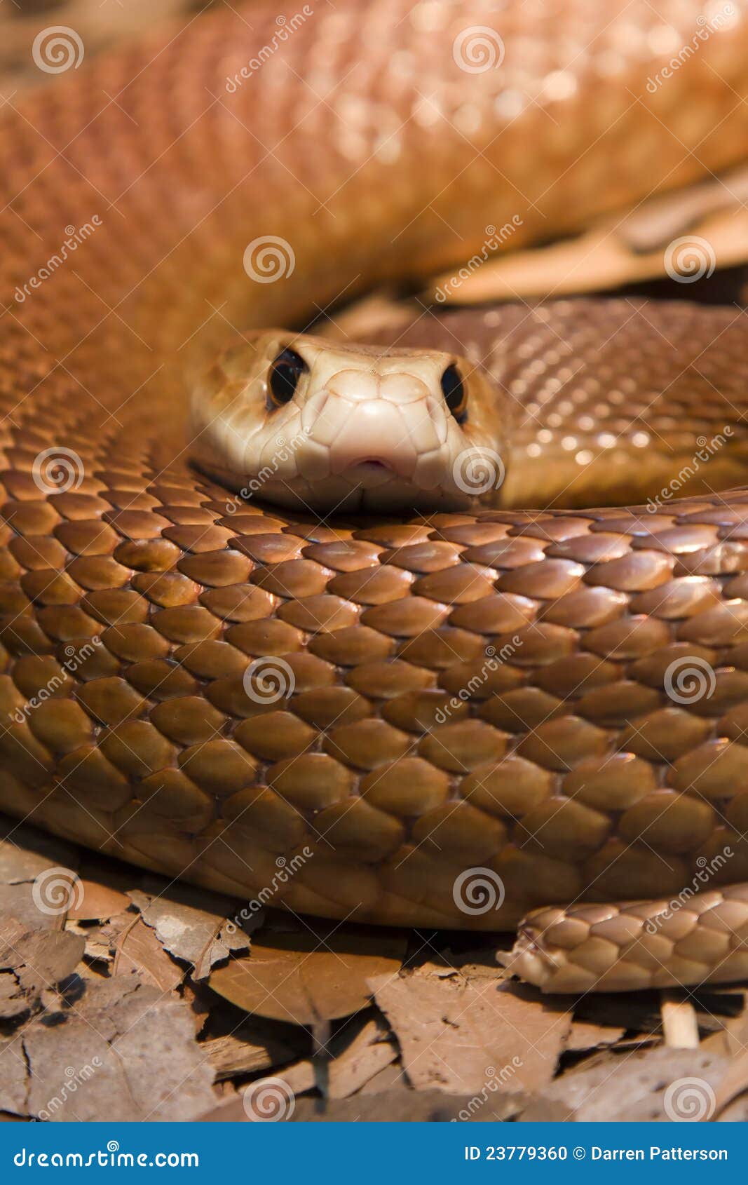 Death Stare stock photo. Image of closeup, safety, poisonous - 23779360