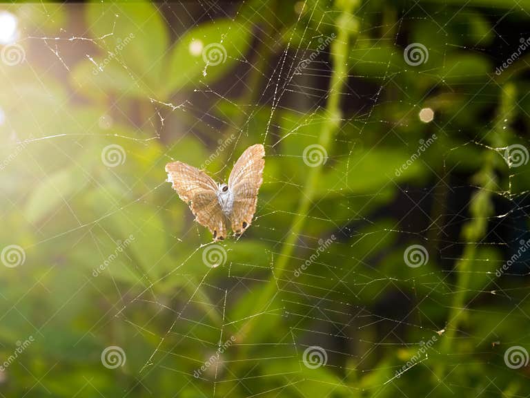 Death Throes stock photo. Image of dying, torture, struggle - 9440542