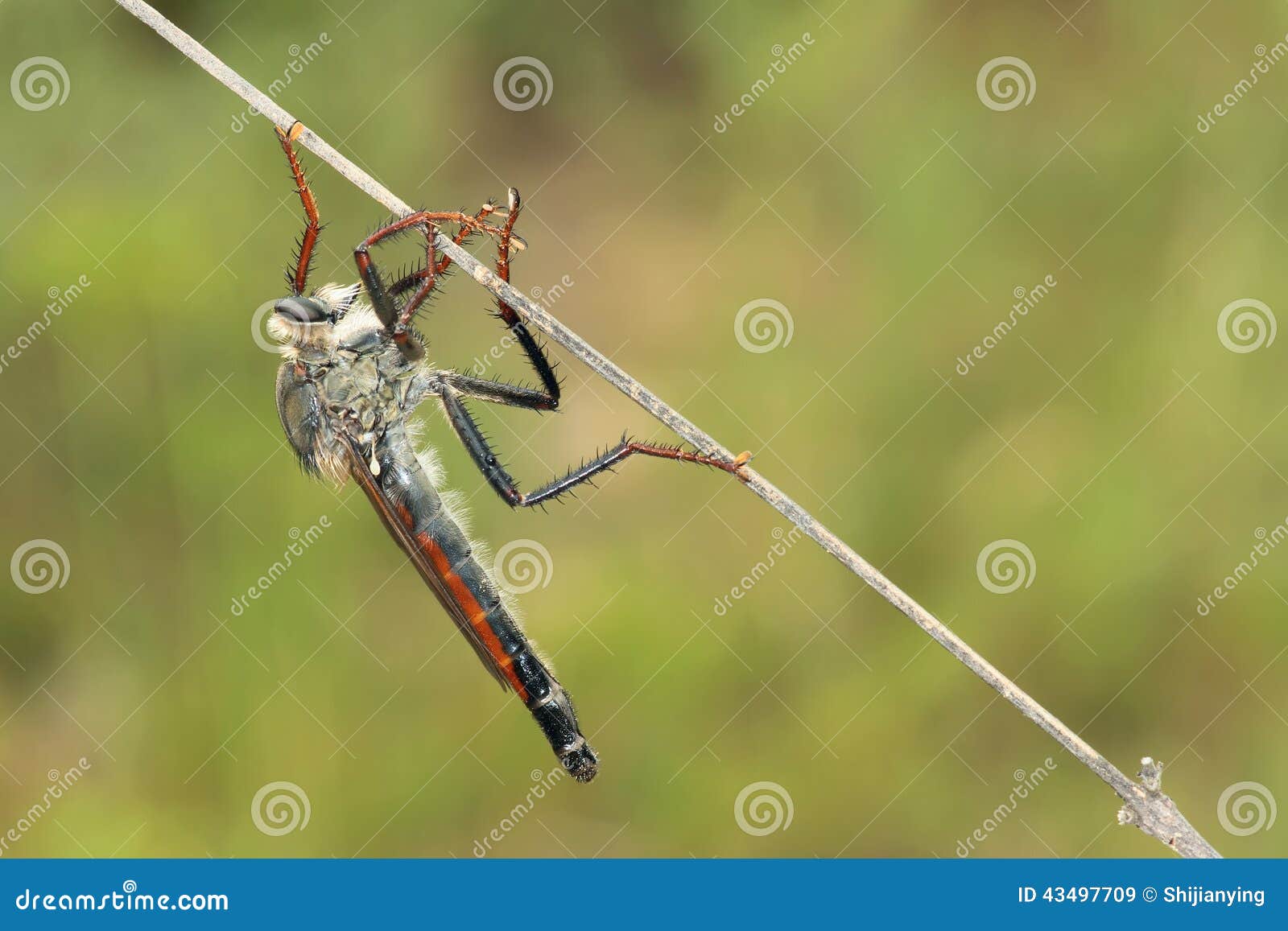 Death tick stock image. Image of wildlife, animals, insects - 43497709
