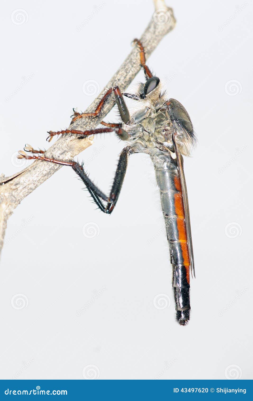 Death tick stock photo. Image of animals, close, side - 43497620