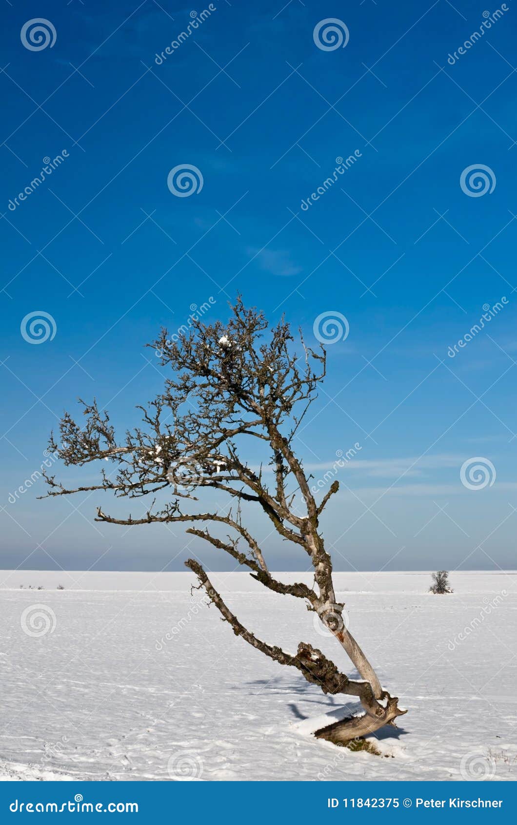 Death Tree stock image. Image of branch, lonely, white - 11842375