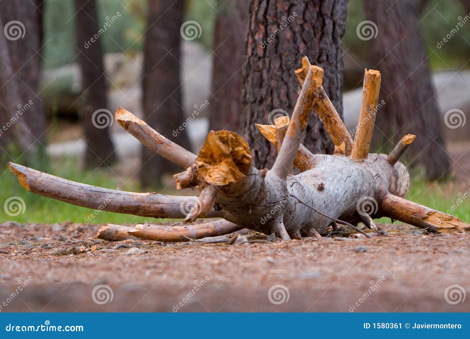 Death tree stock image. Image of stillness, lonely, tree - 1580361